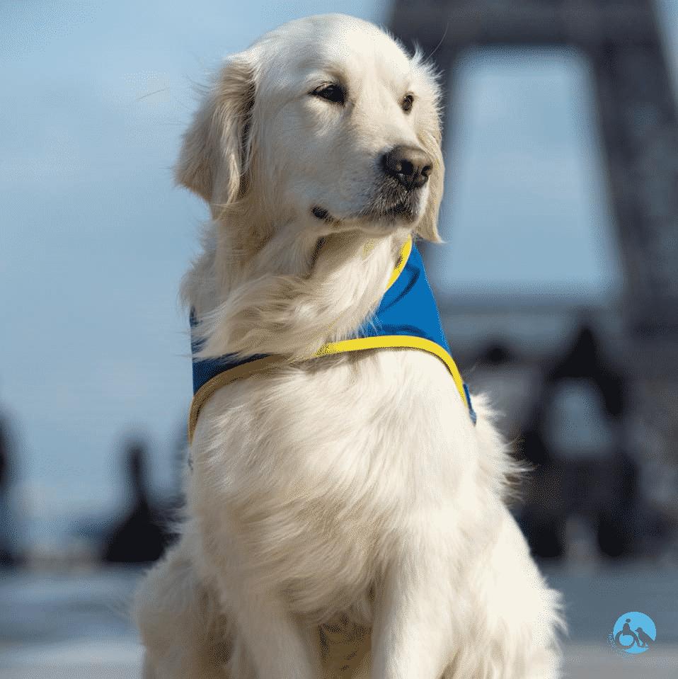 Présentation de l'association HANDI'CHIENS - HANDICHIENS
