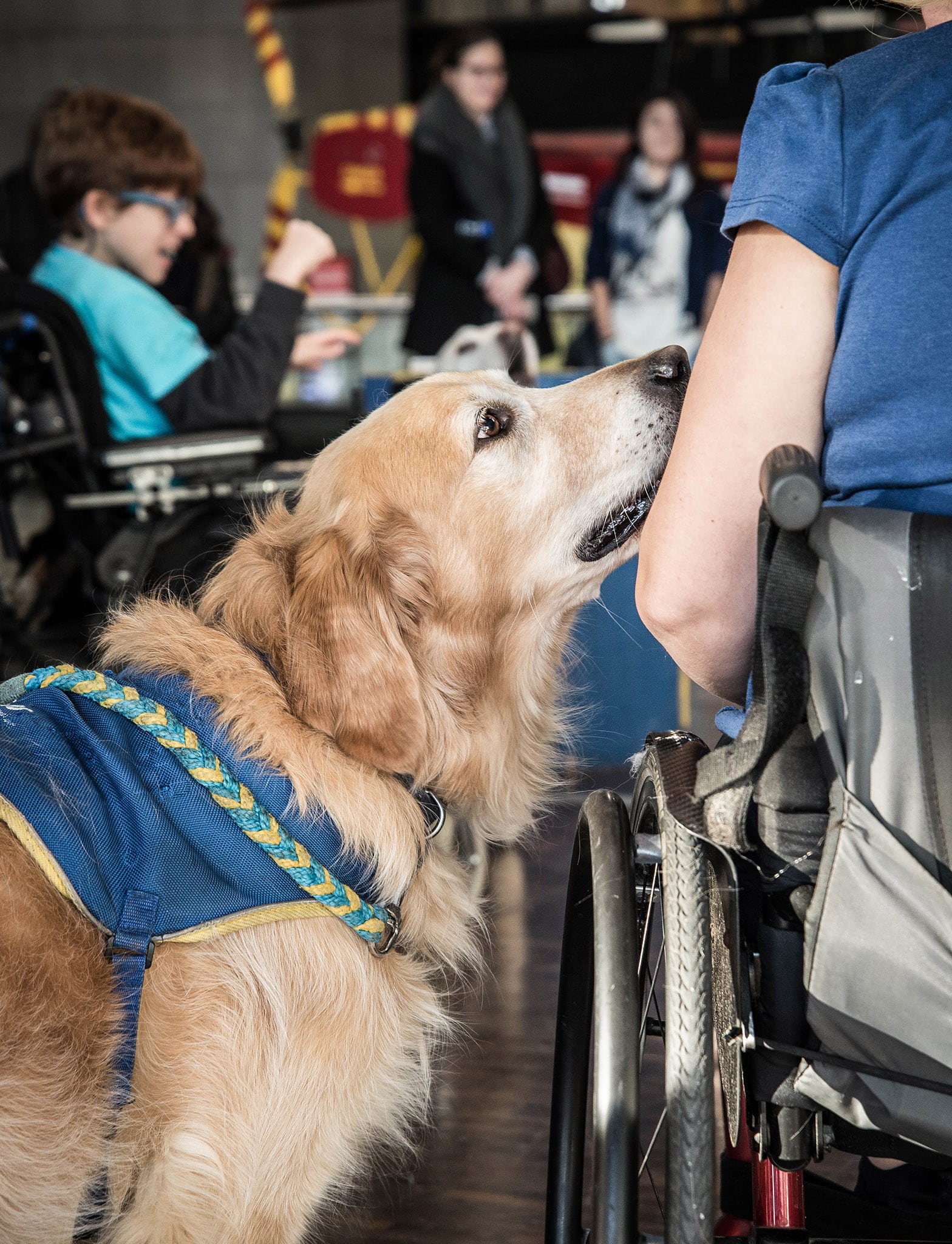Le Chien d'assistance HANDI'CHIENS - HANDICHIENS