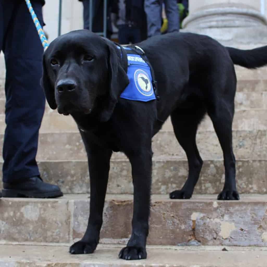 Présentation de l'association HANDI'CHIENS - HANDICHIENS