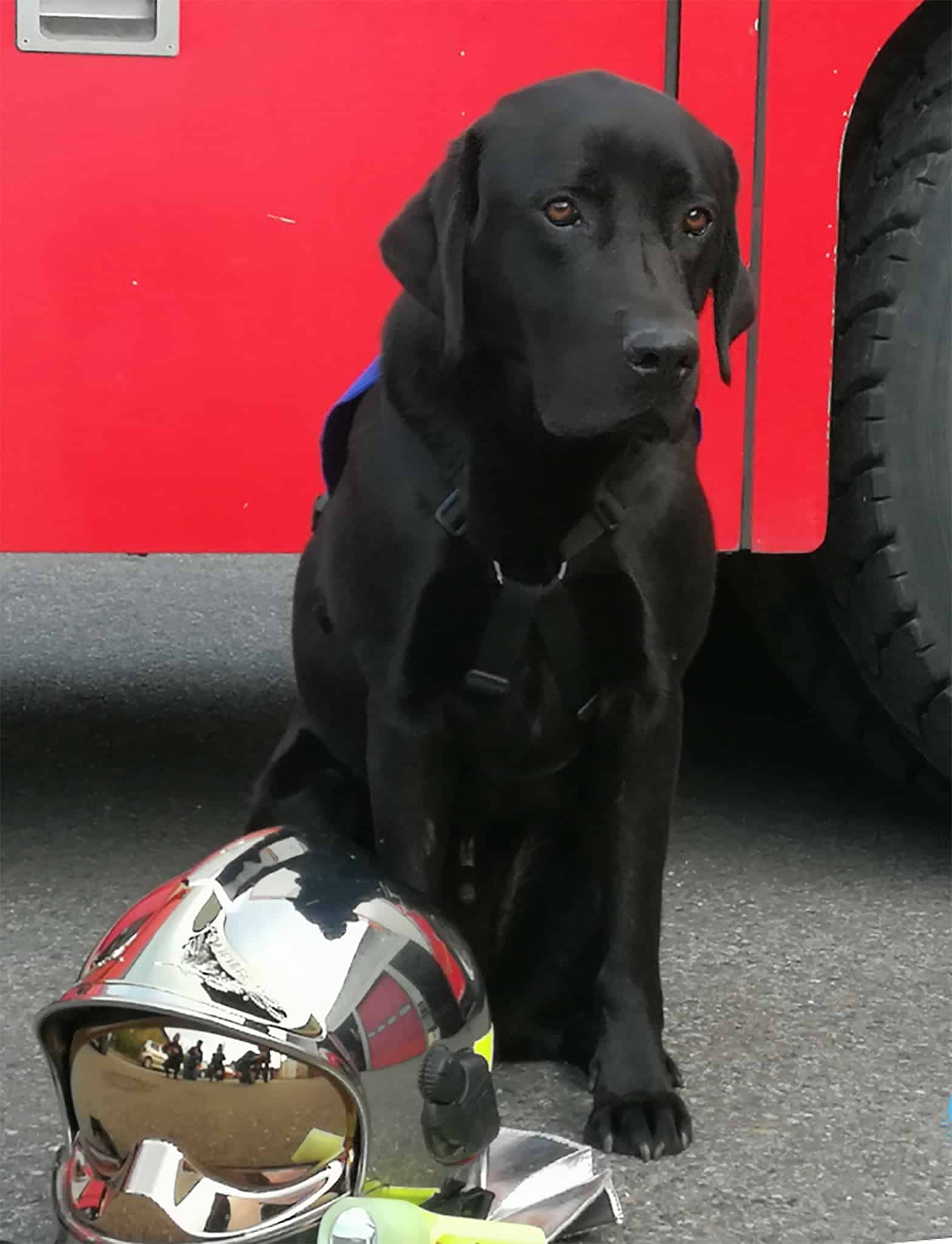 Le Chien d'assistance HANDI'CHIENS - HANDICHIENS