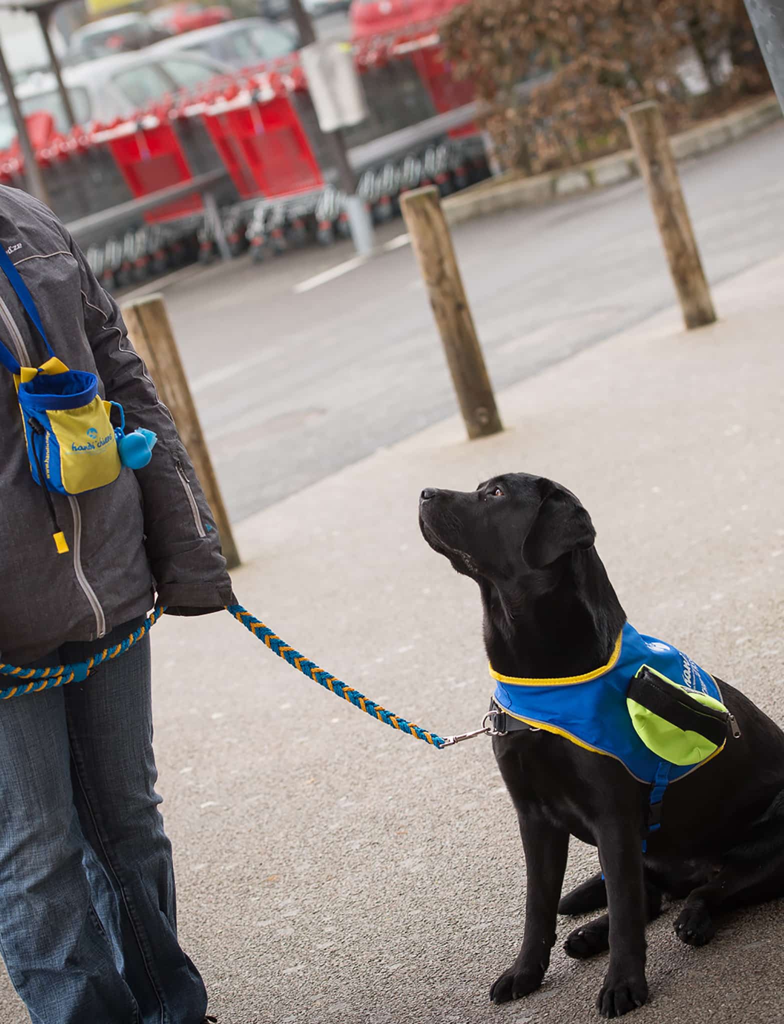 Le Chien d'assistance HANDI'CHIENS - HANDICHIENS
