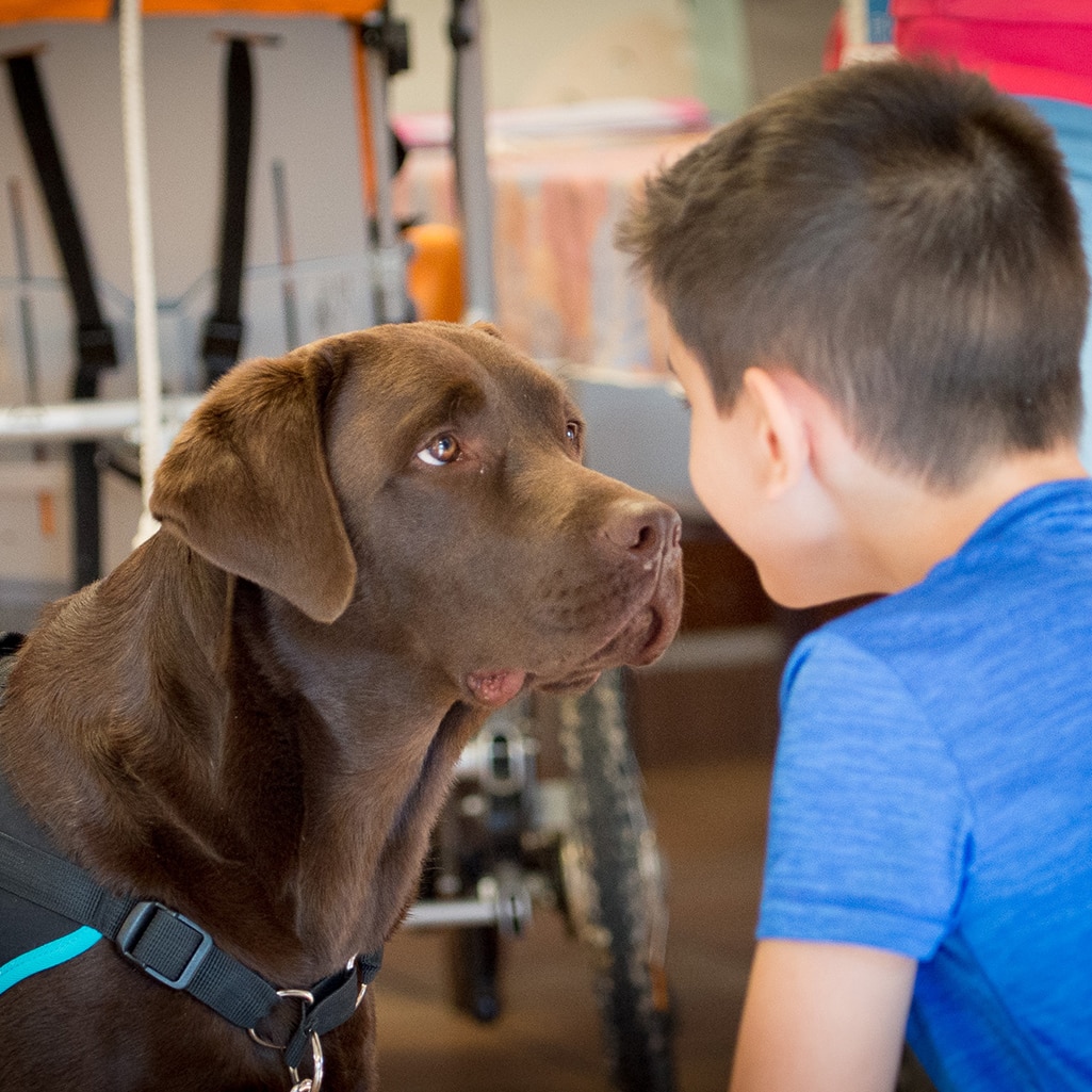 Présentation de l'association HANDI'CHIENS - HANDICHIENS