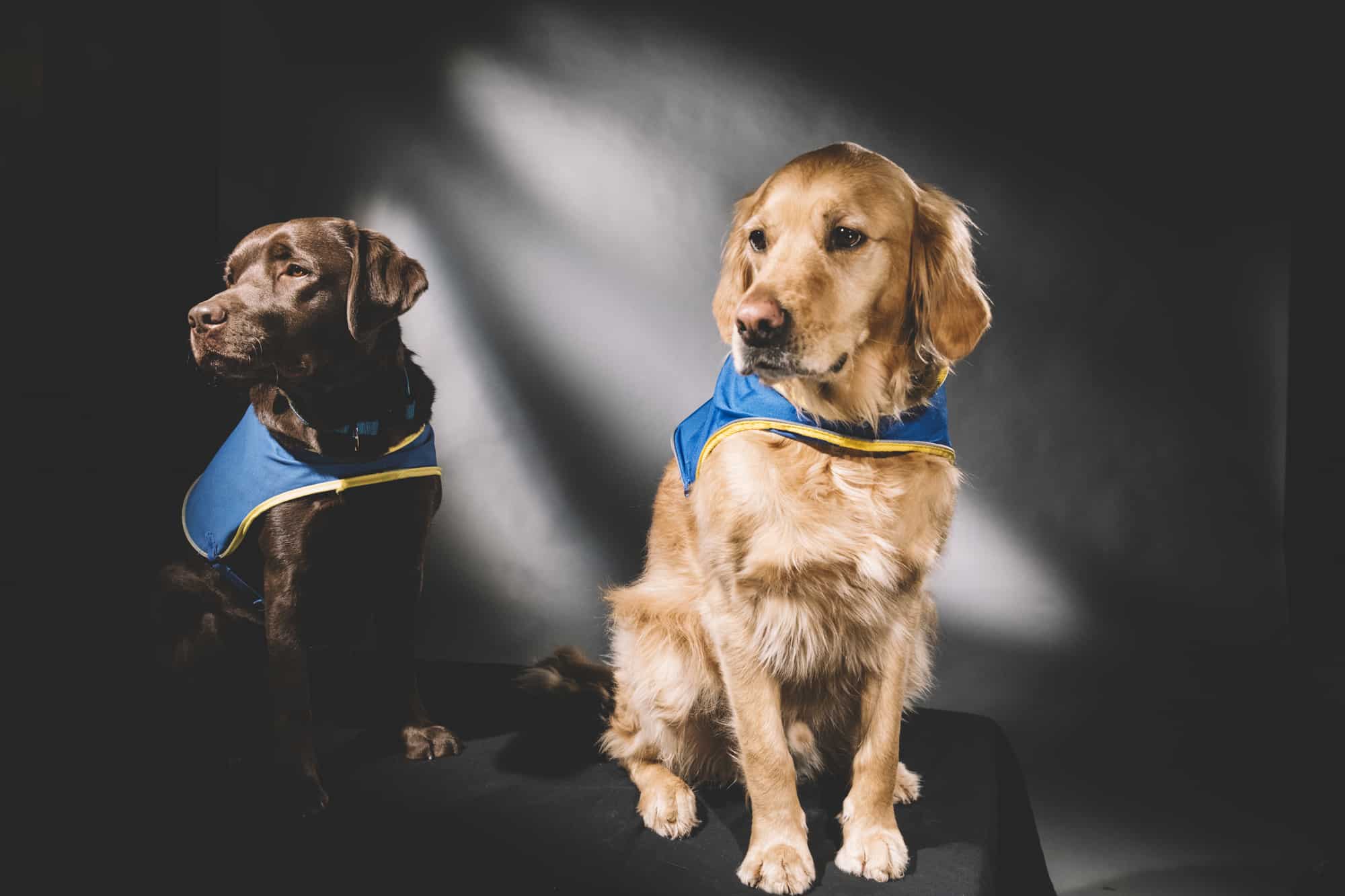 30 ANNEES D'EXPERTISE HANDI'CHIENS - HANDICHIENS