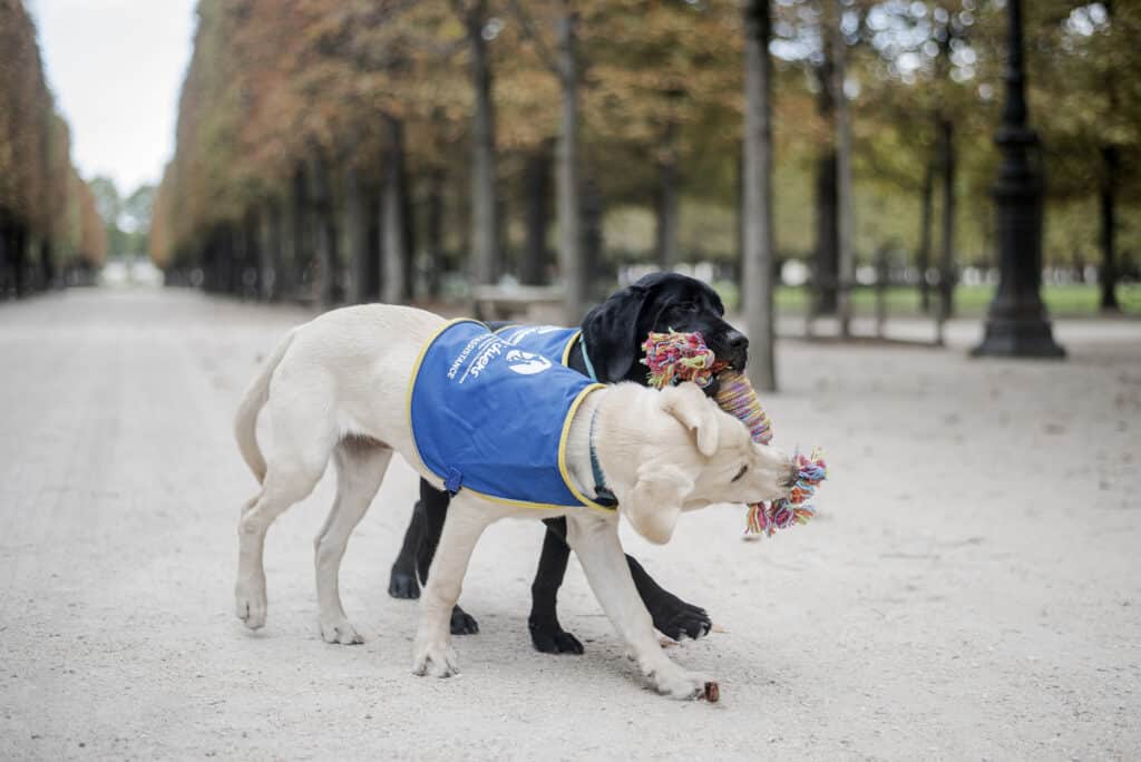 Le Chien d'assistance HANDI'CHIENS - HANDICHIENS