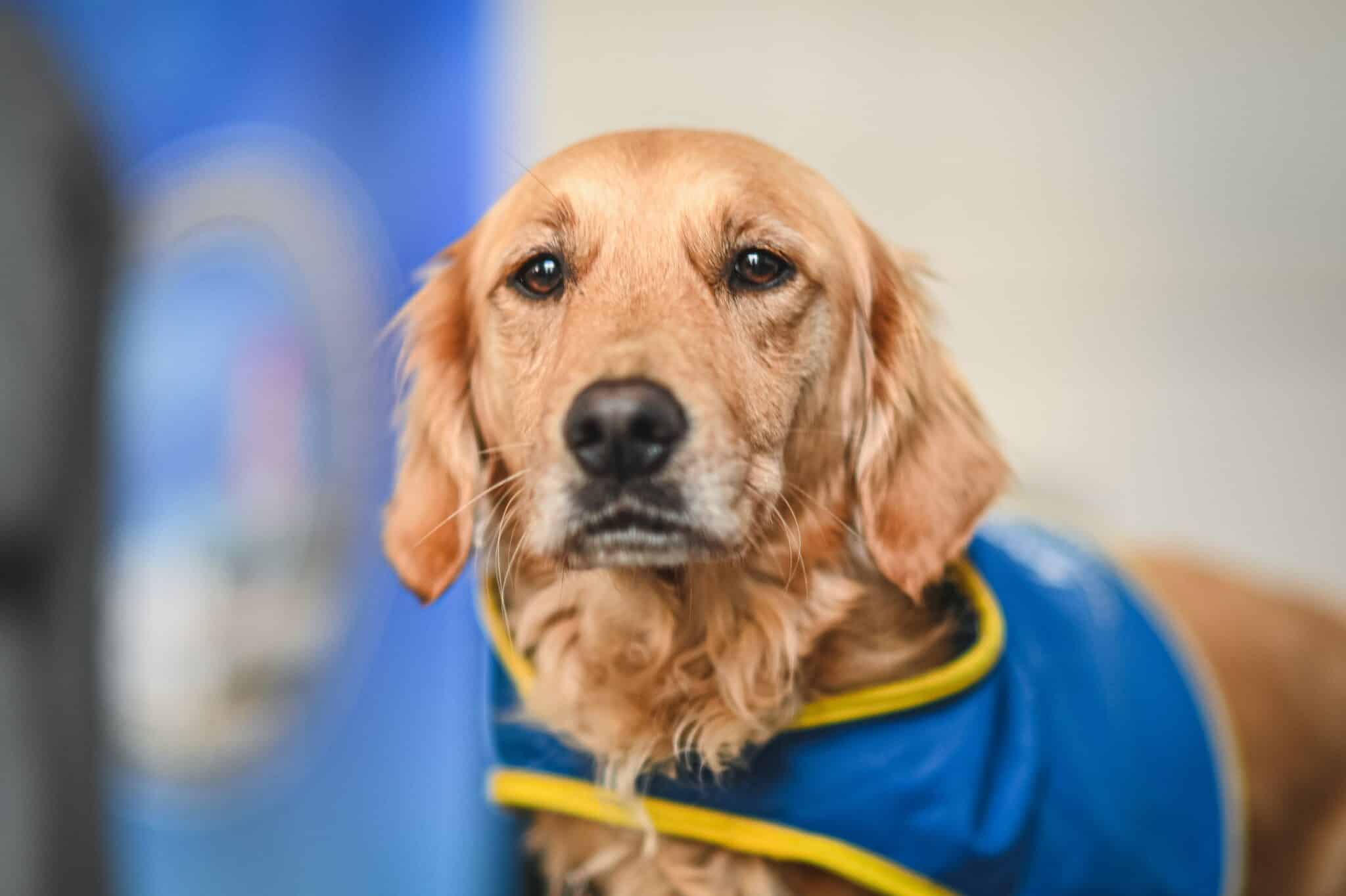 "Un chien d'assistance judiciaire dans chaque département" pour le ...