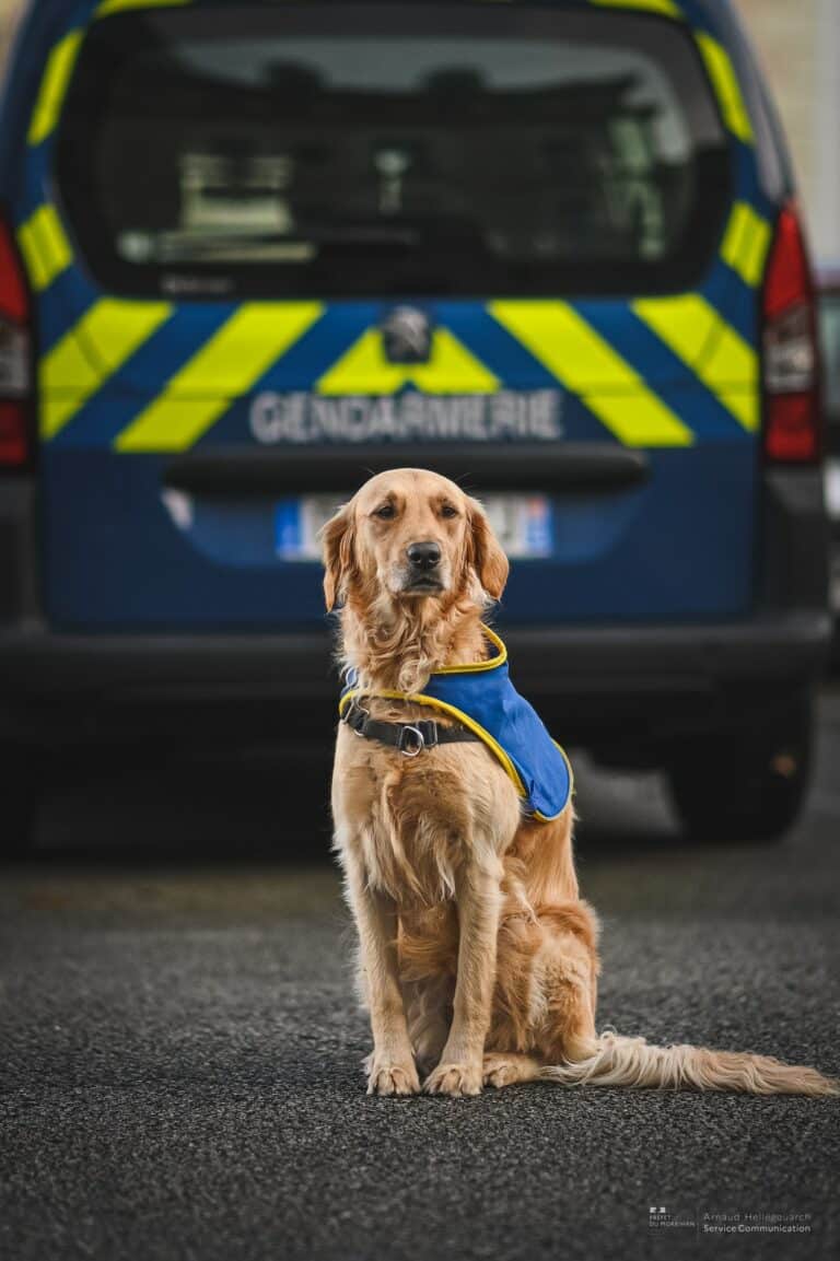 Le chien d'assistance judiciaire HANDI'CHIENS - HANDICHIENS