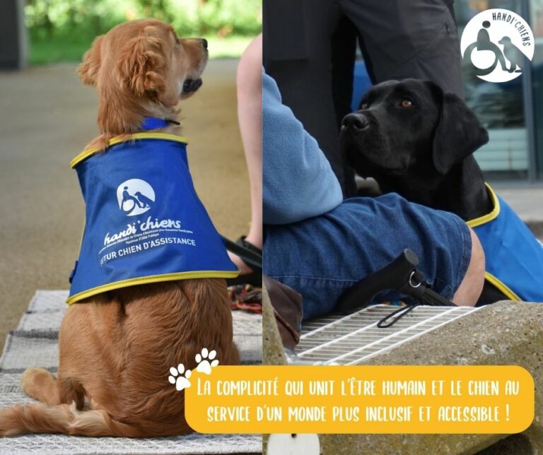 A la découverte de l'association HANDI'CHIENS : une formation gratuite ...