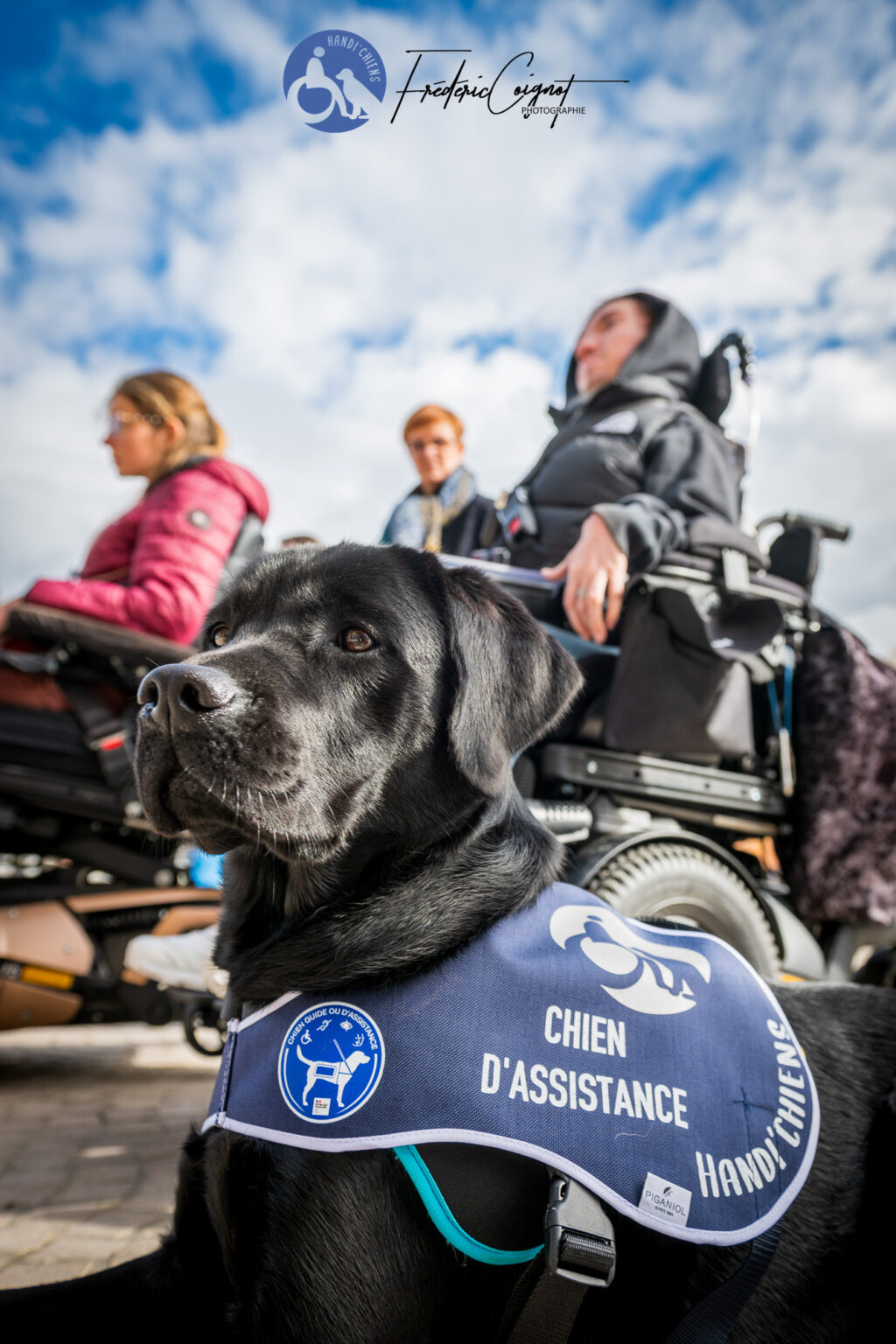 HANDI'CHIENS - HANDICHIENS